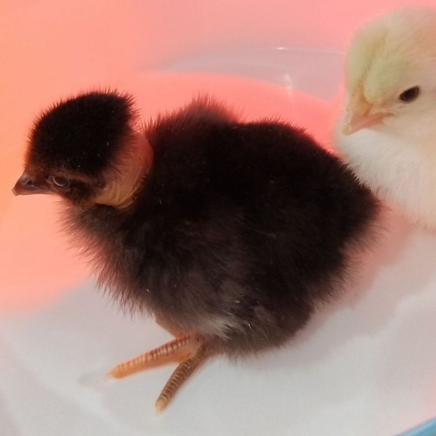 Цыплят несушки и голошейки