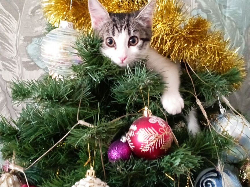 Котенок в добрые руки
