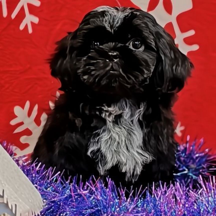 Ши-тцу, щенок