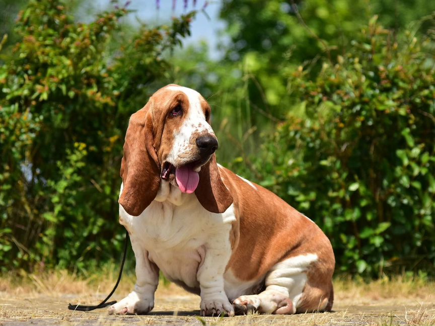 Щенки бассет хаунд
