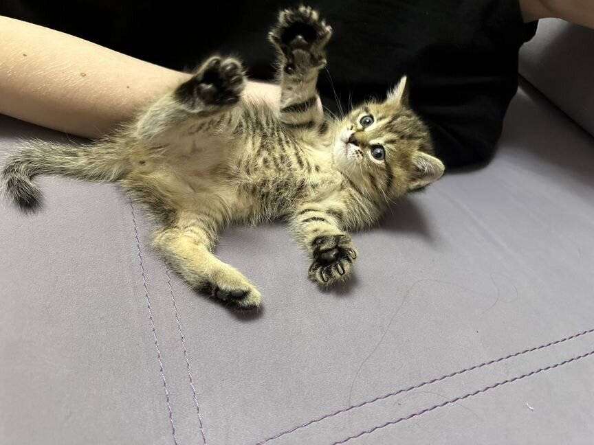 Шотландская