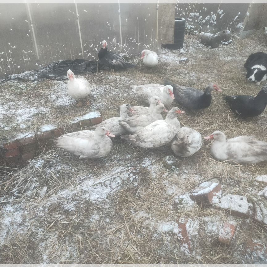 Мускусные утки тяжелые линии