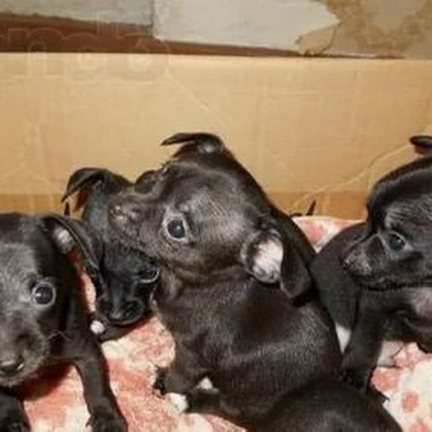 Той-терьер щенки