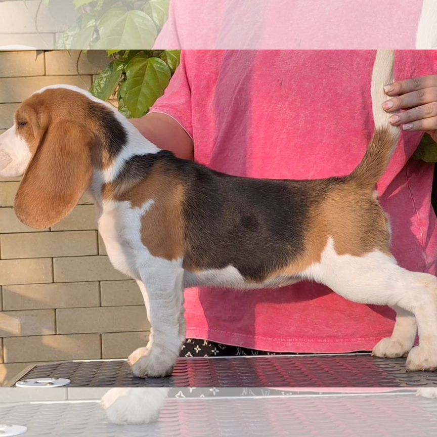 Бигль, щенок