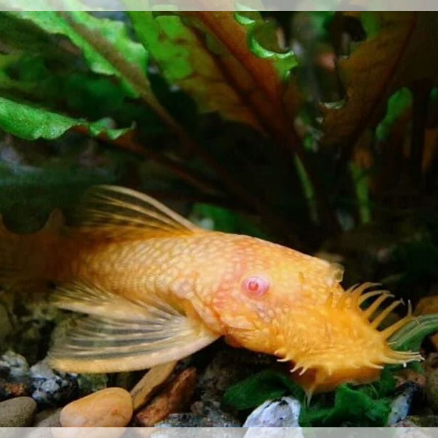 Анциструс золотой 3-4см - Ancistrus dolichopterus