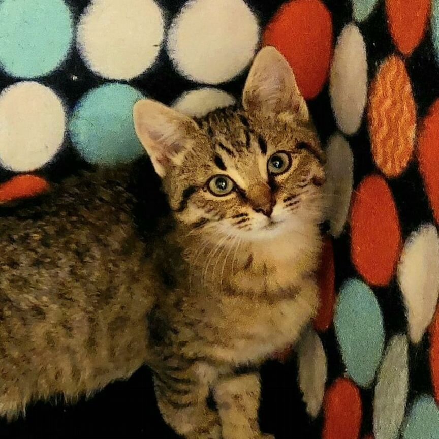 Котенок девочка Стевия 2.5мес