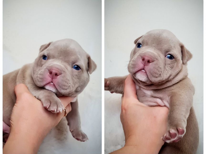 Крутые малыши Американский булли