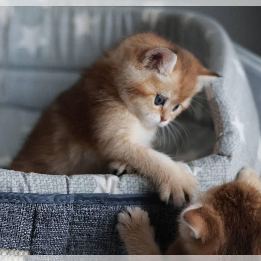 Британский короткошёрстный котёнок