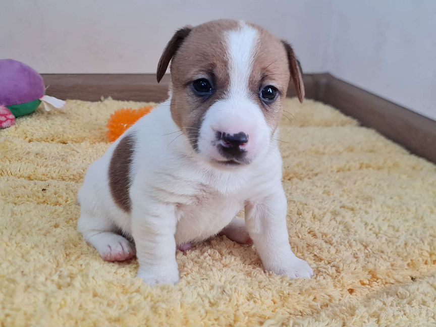 Щенки джек рассел терьер