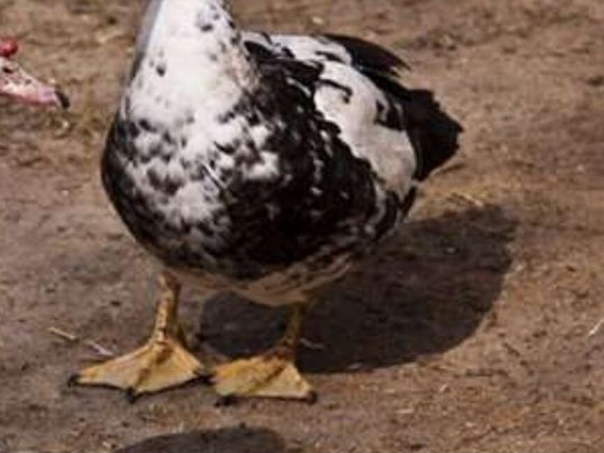 Индоутак. Селезень