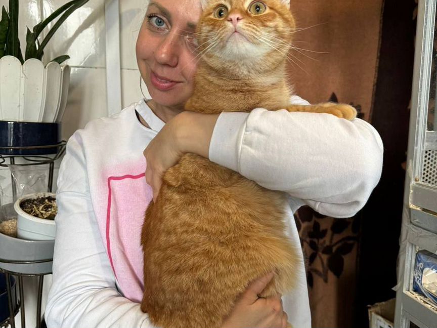 Кот Абрикос ищет дом