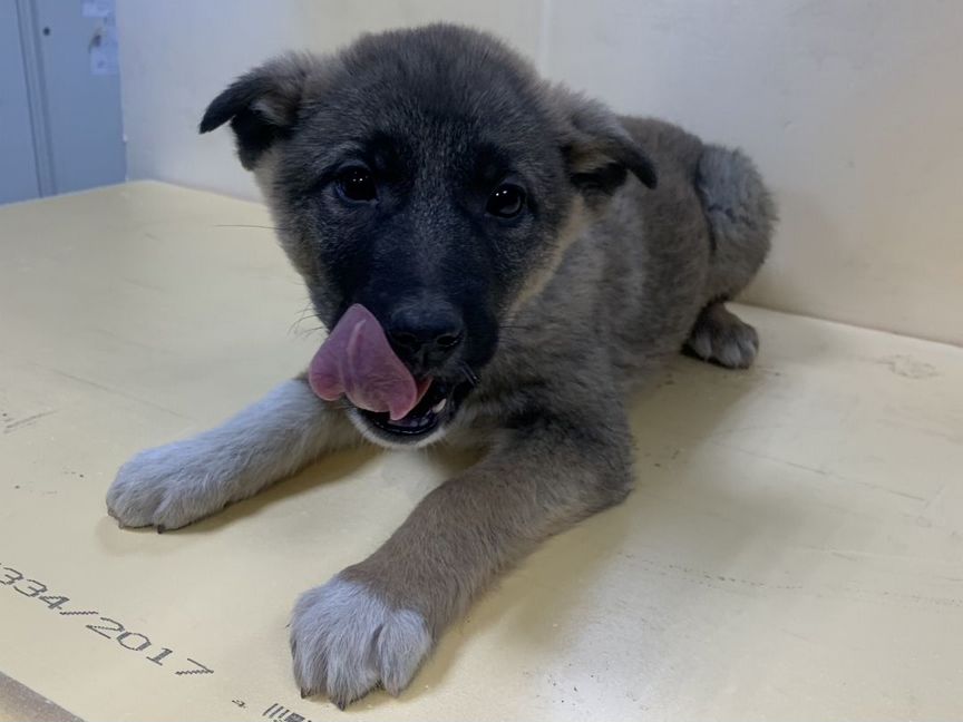 Ласковая малышка в белых носочках ждёт семью