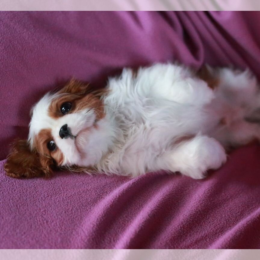 Кавалер кинг-чарльз-спаниель, щенок