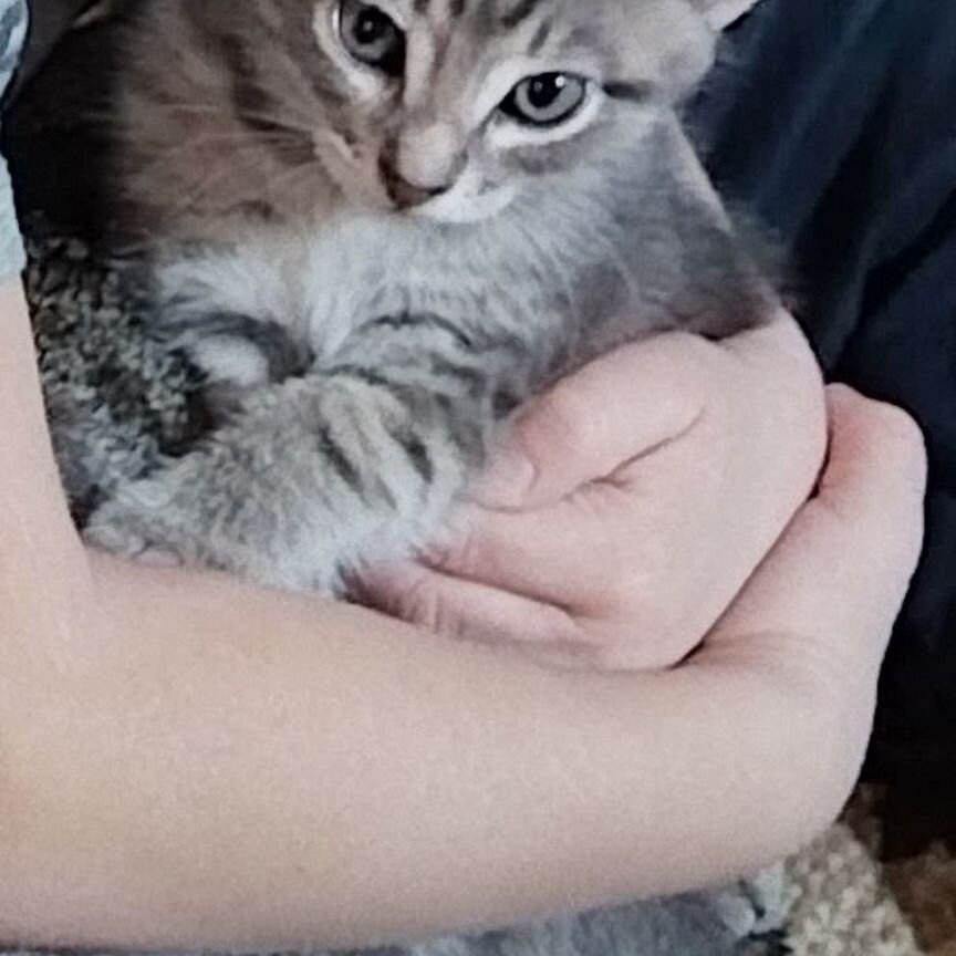 Котёнок ходит в лоток