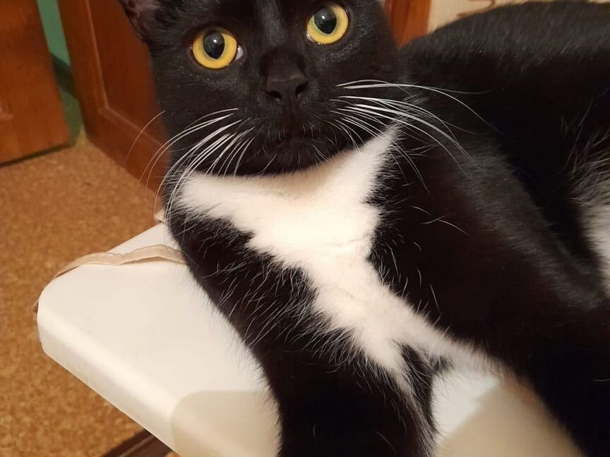 Кошка