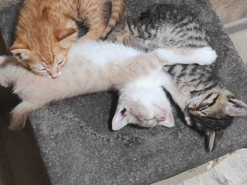 Отдам даром в добрые руки котят(1 месяц)