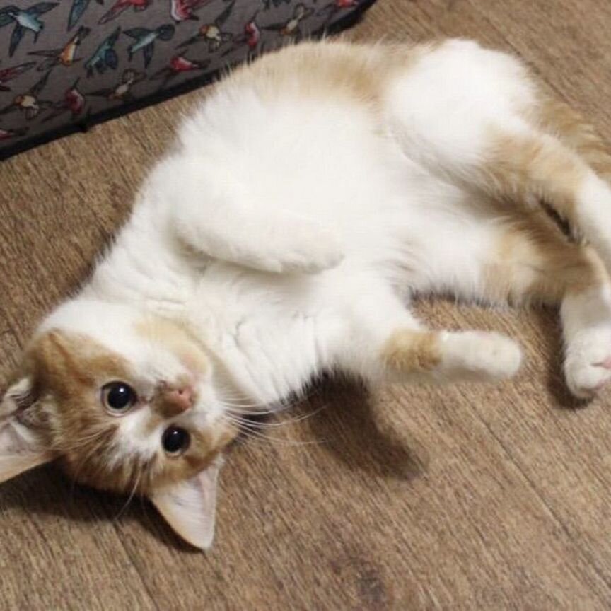 Котенок девочка 3 мес из Владимирской обл