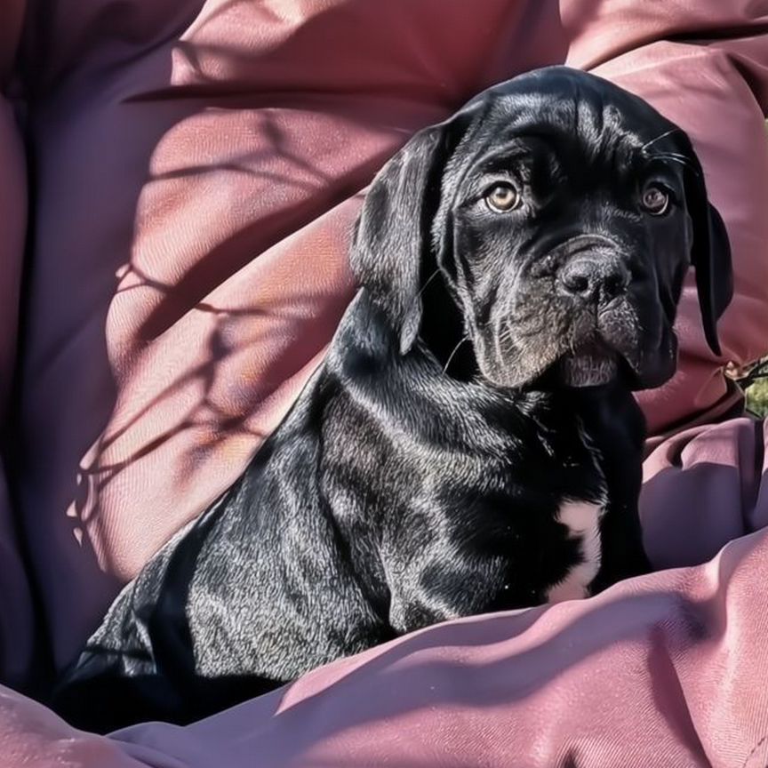 Кане-корсо, щенок