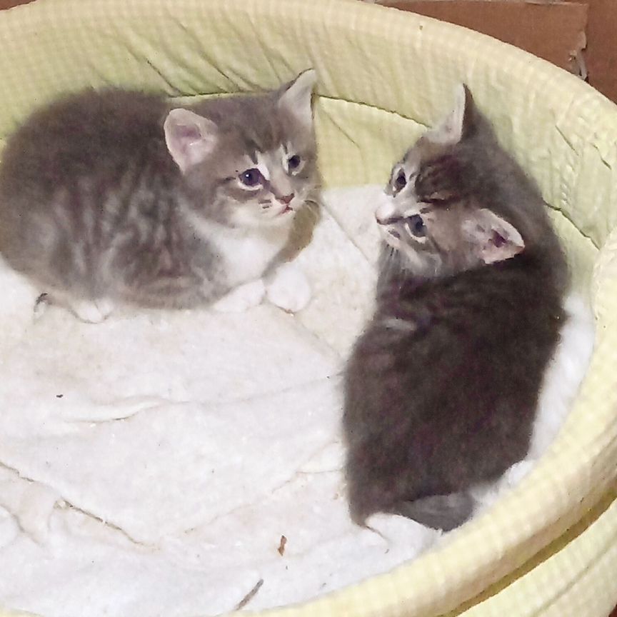 Котята в добрые руки