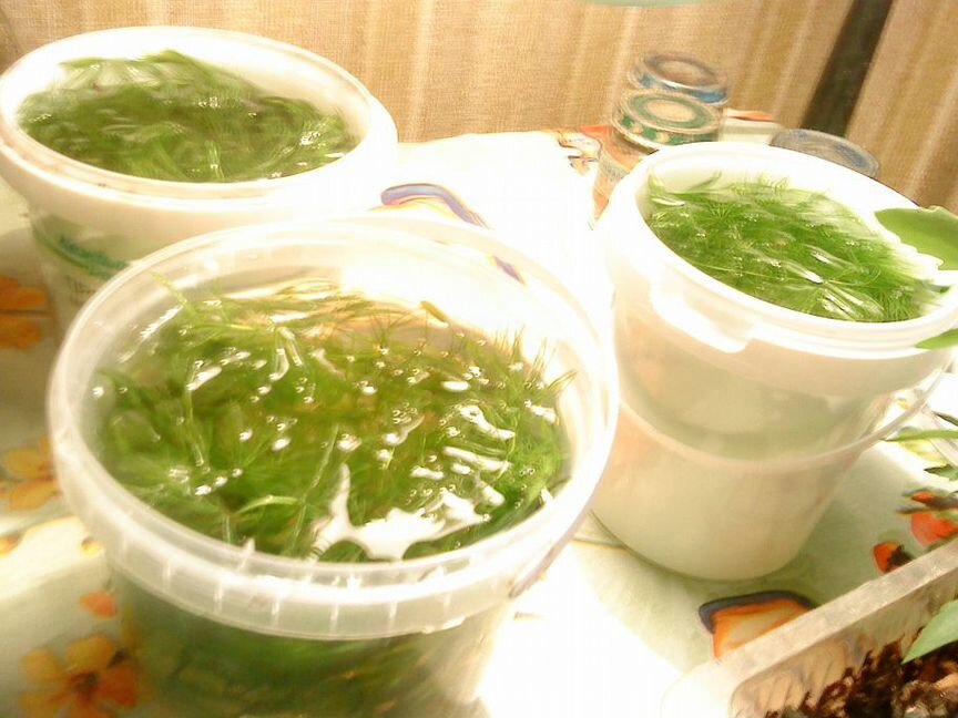 Роголистник и валиснерия в дар