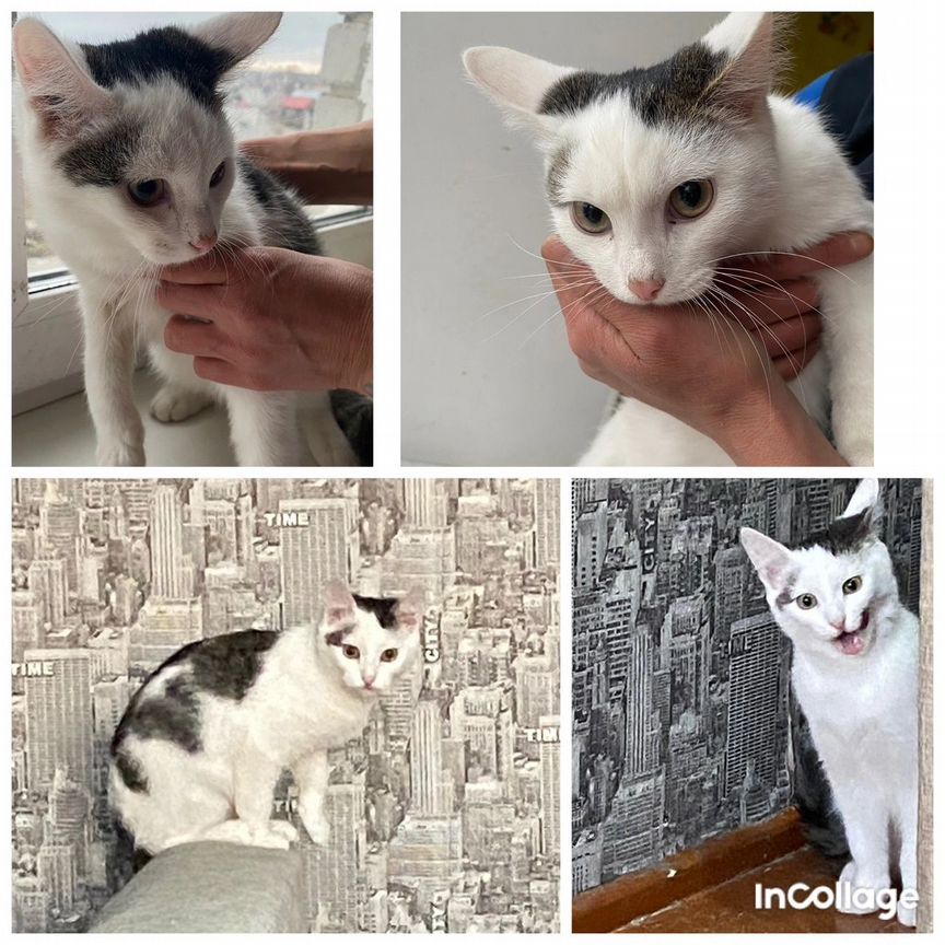 Отдаются котики