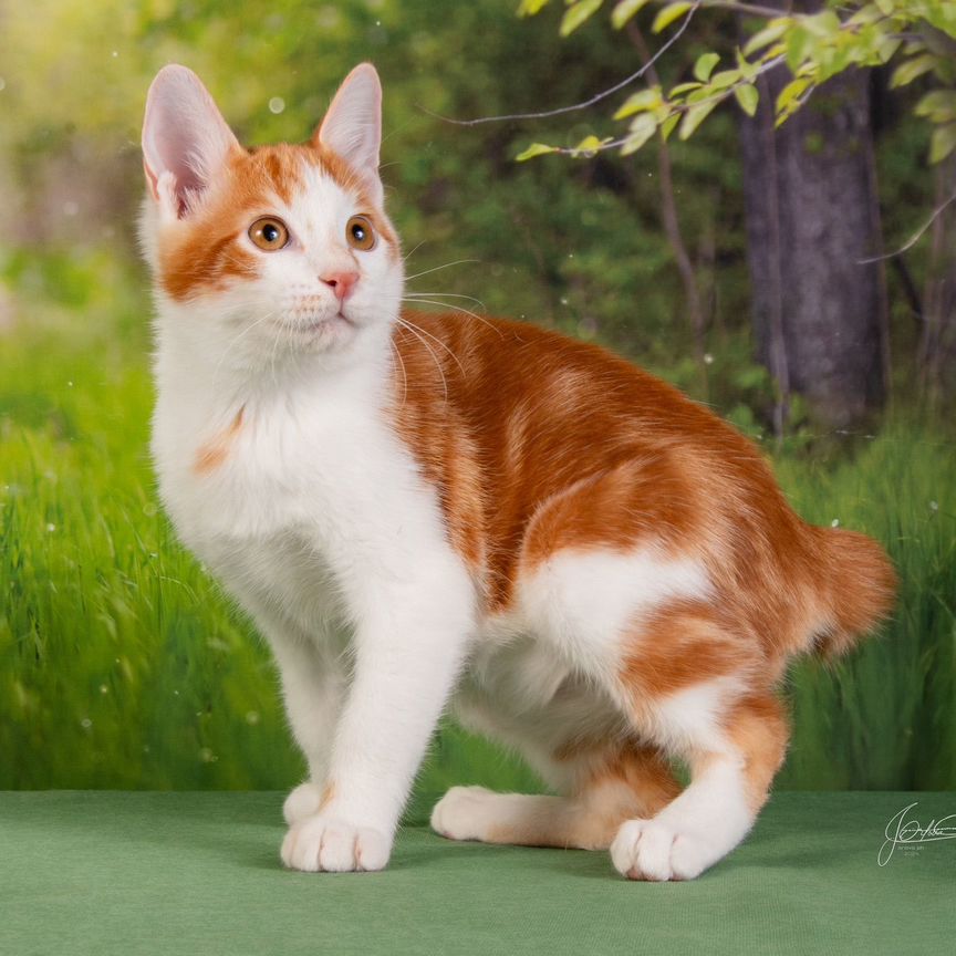 Красный мраморный кот короткошерстный