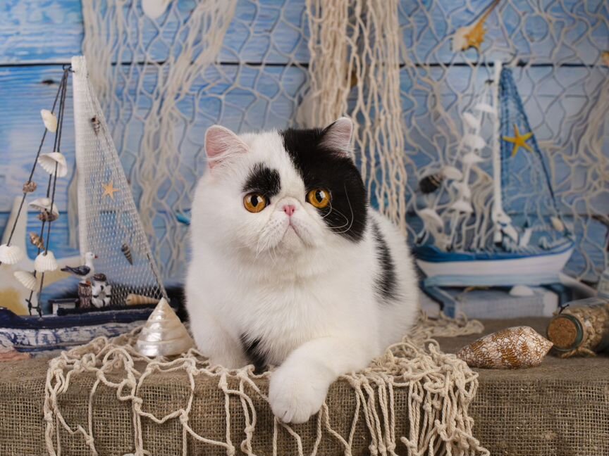 Экзотическая кошечка
