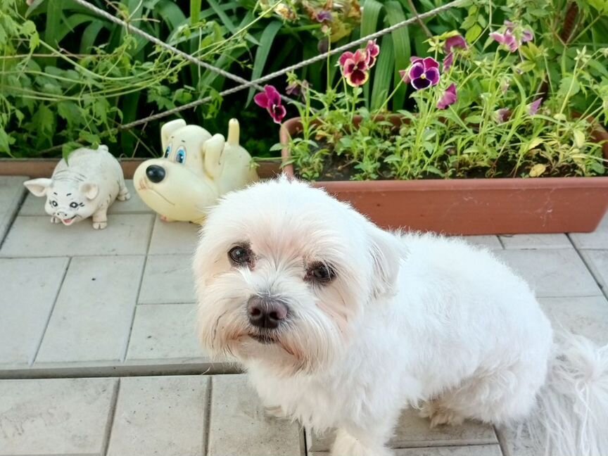 Мальтийская болонка вязка