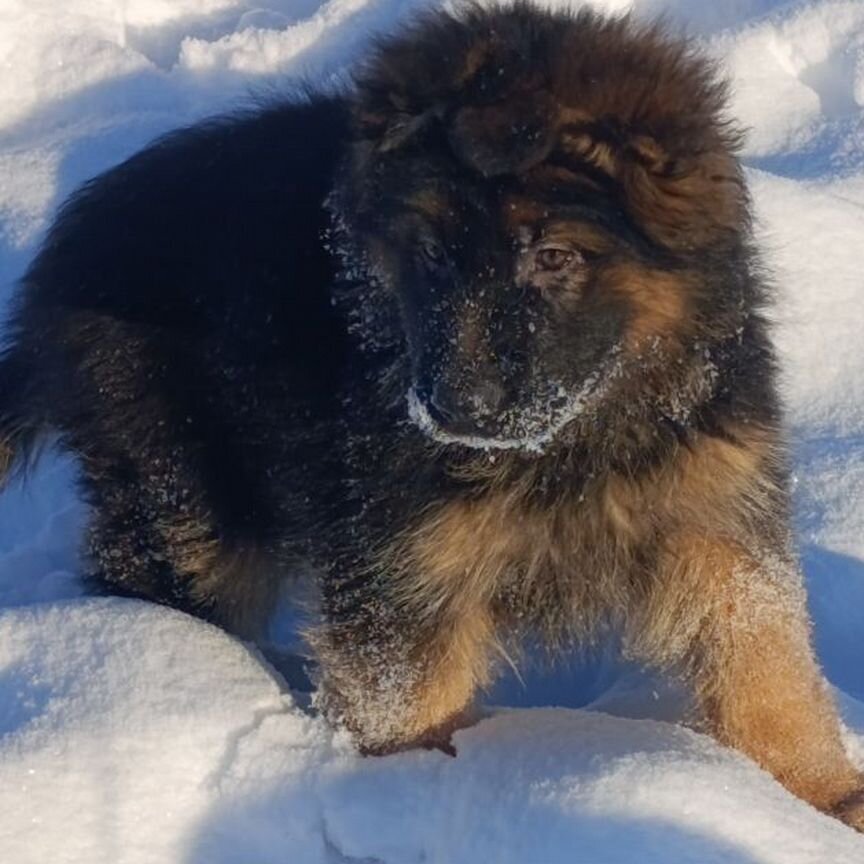 Немецкая овчарка, щенок