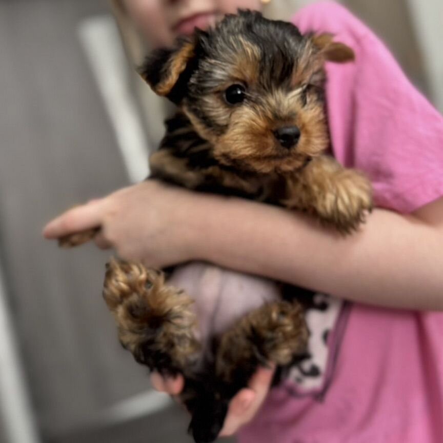 Йоркширский терьер, щенок