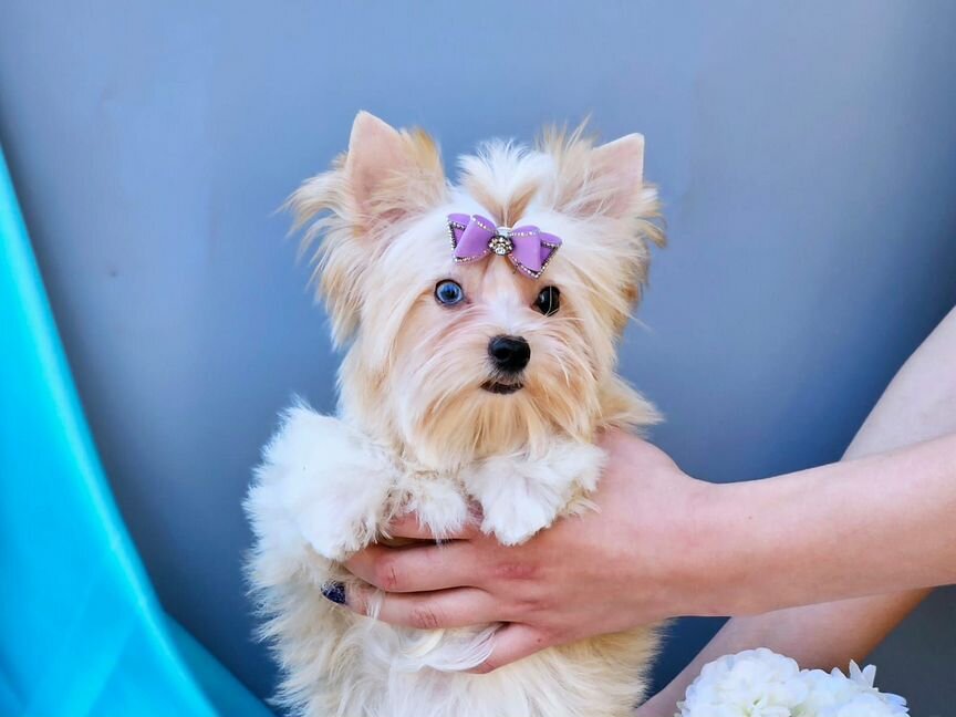 Голубоглазый малыш голдберри мини