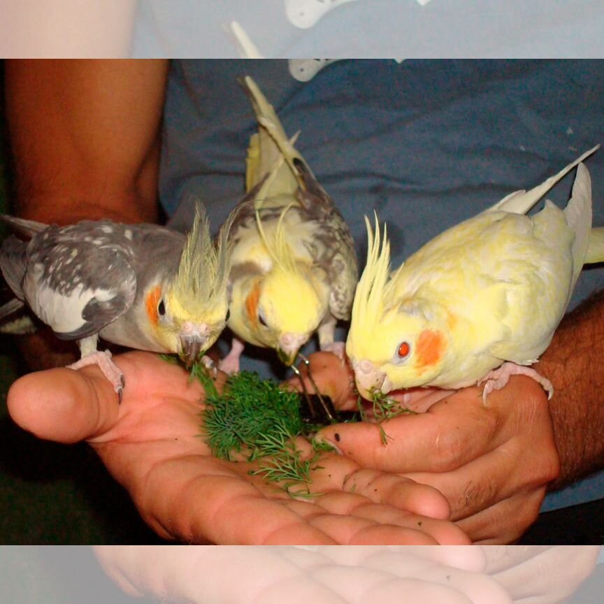 Кореллы домашнего разведения