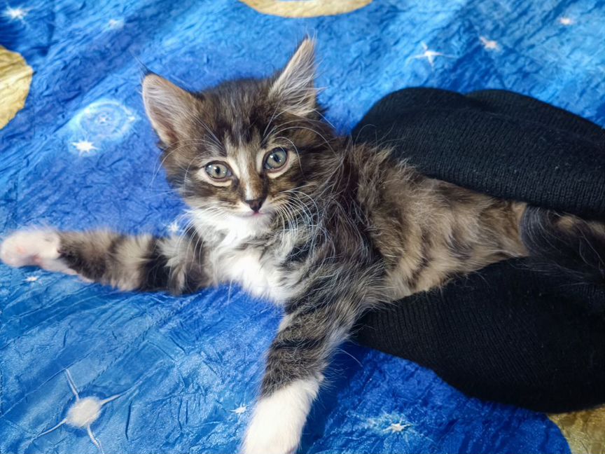 Котенок 1,5 месяца