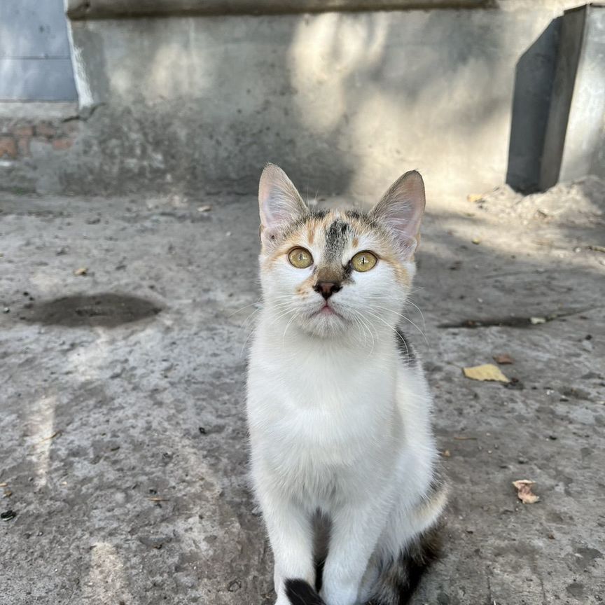Котёнок девочка