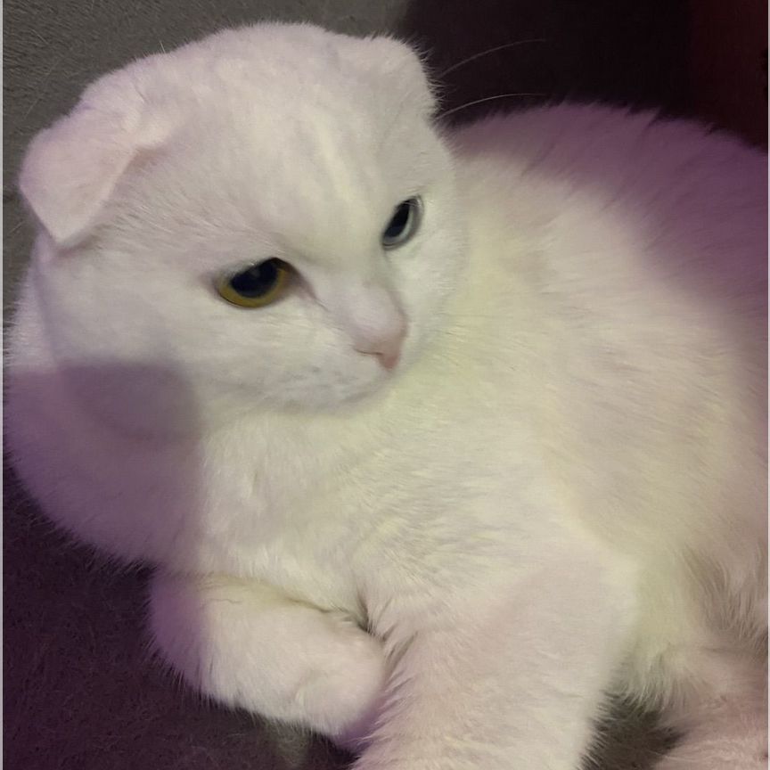 Шотландская вислоухая короткошёрстная, взрослая кошка
