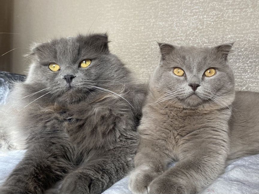 Отдам самых милых котиков В добрые руки