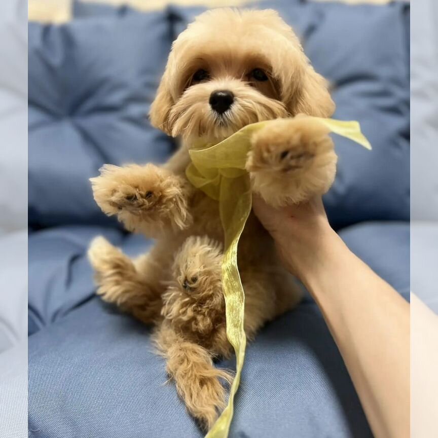 Мальтипу, щенок