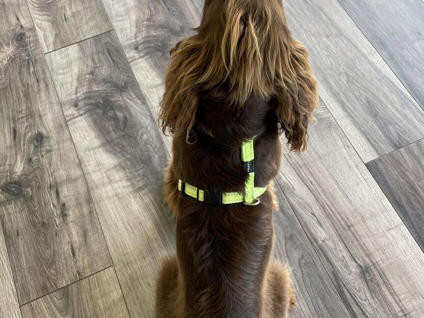 Шлейка для средней собаки Rogz