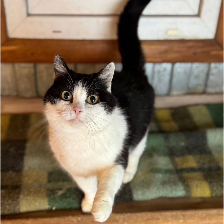 Взрослая кошка в добрые руки