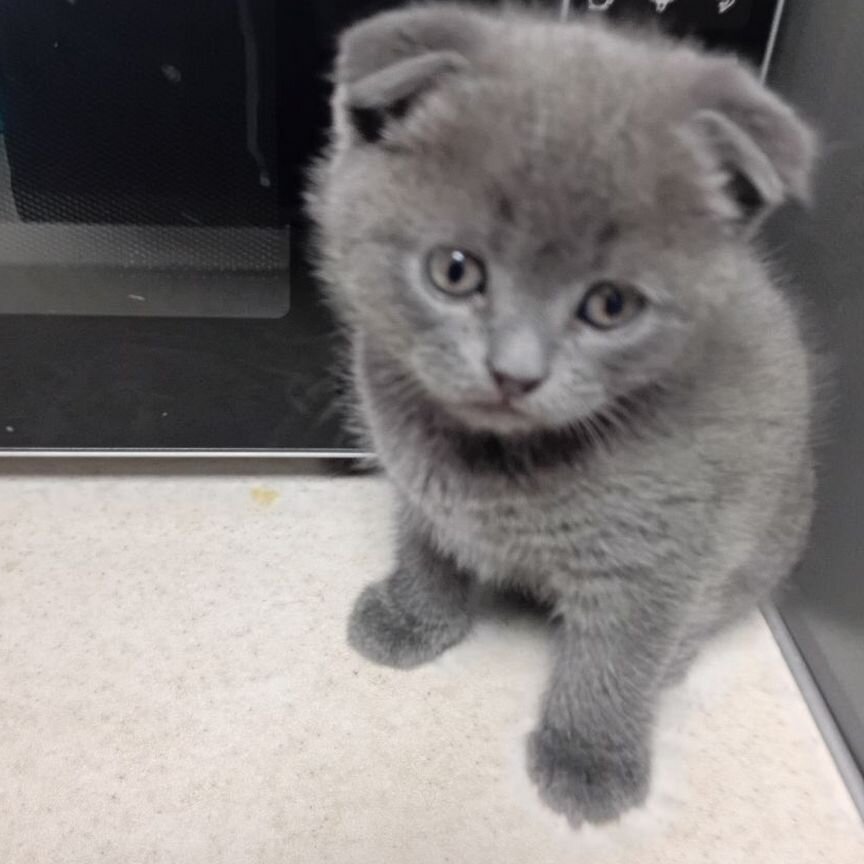 Шотландский вислоухий короткошёрстный котёнок