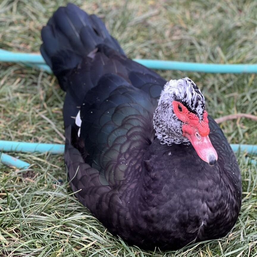 Индоутки тяжелой линии