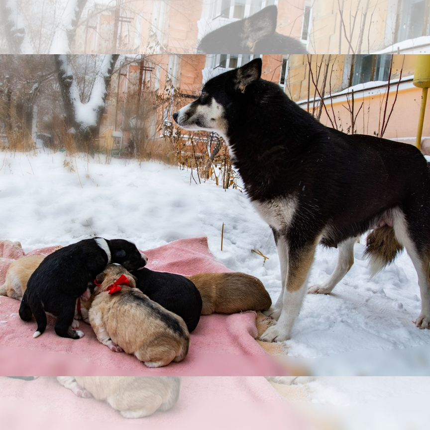 Щенок в добрые руки