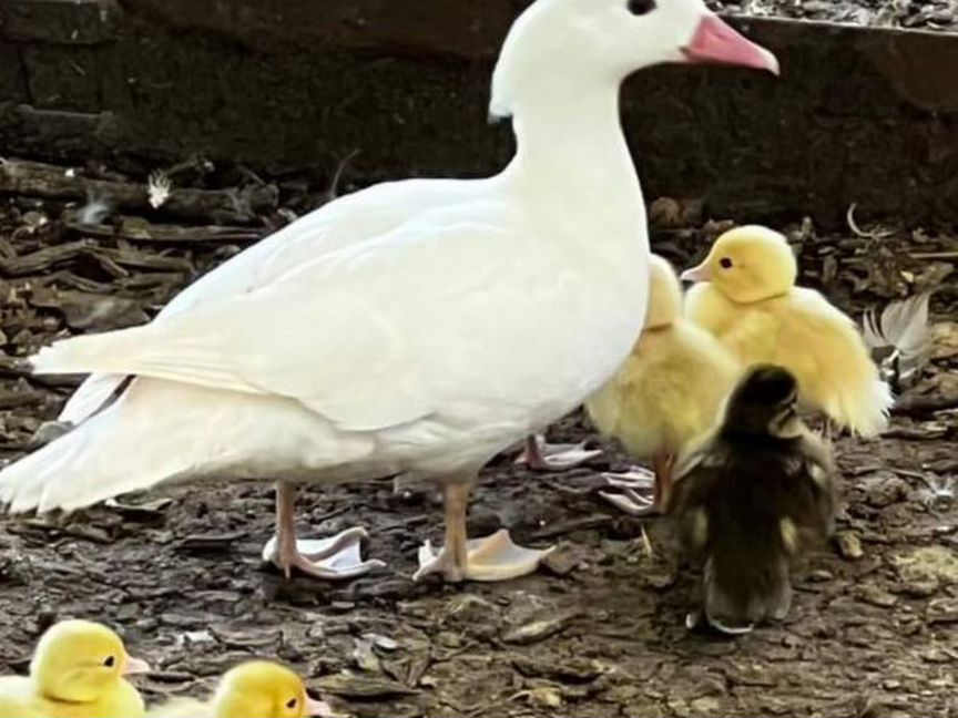 Декоративные утки