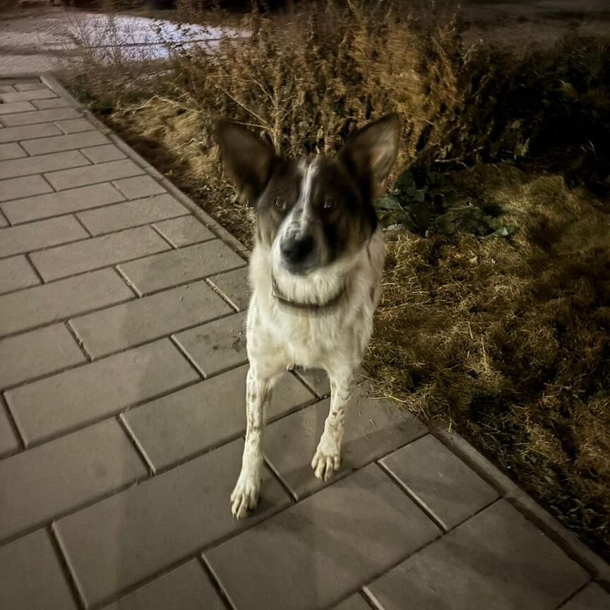 Собака в добрые руки отдам бесплатно