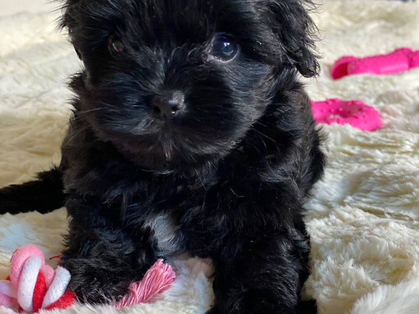 Черный бриллиант, две роскошные красотки