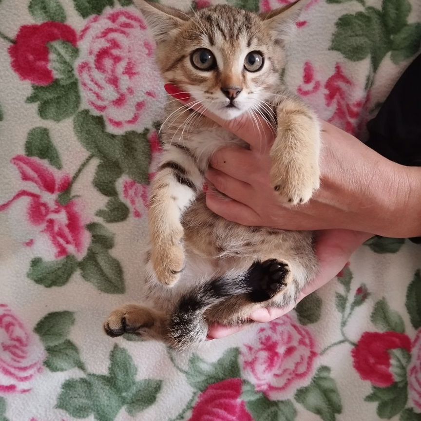 Маленькие очаровашки