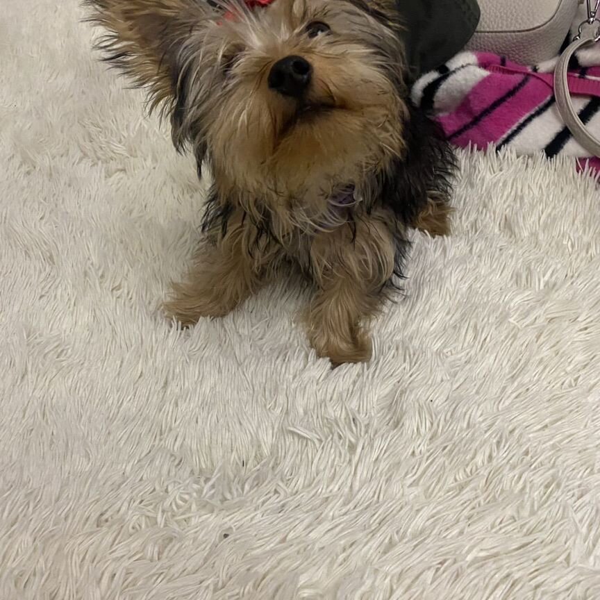 Продаю друга в семью