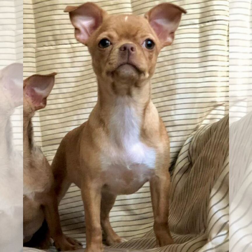 Чихуахуа девочки