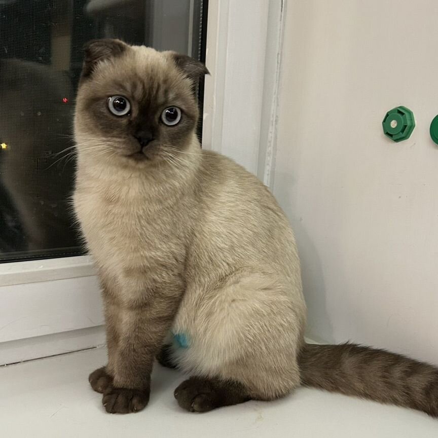 Котенок в добрые руки