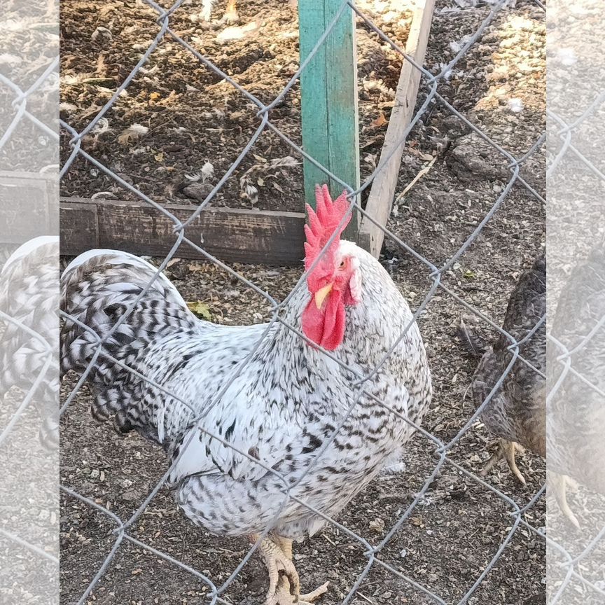 Петух породы Барковская Барвистая